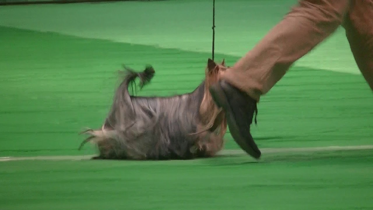 JKC 70th Anniversary Speciality Show 2019 in Tokyo Big Sight 8 - YouTube