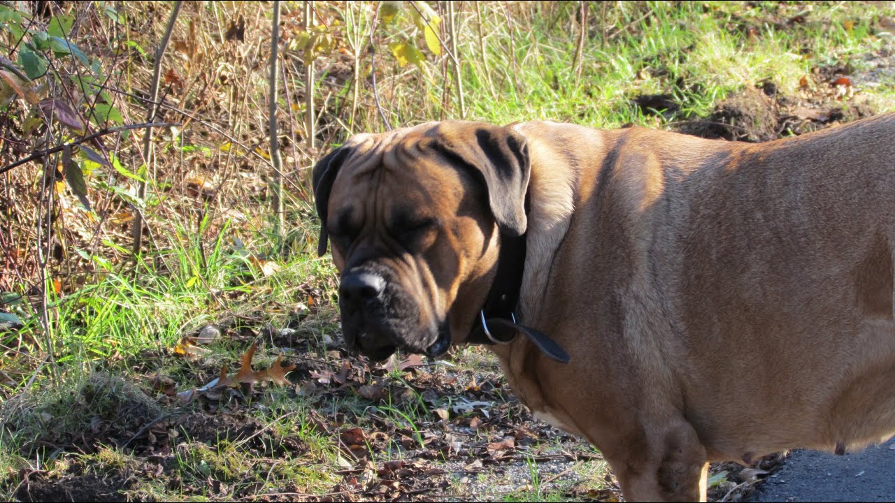 English Mastiff Attacks Dead Limb - YouTube