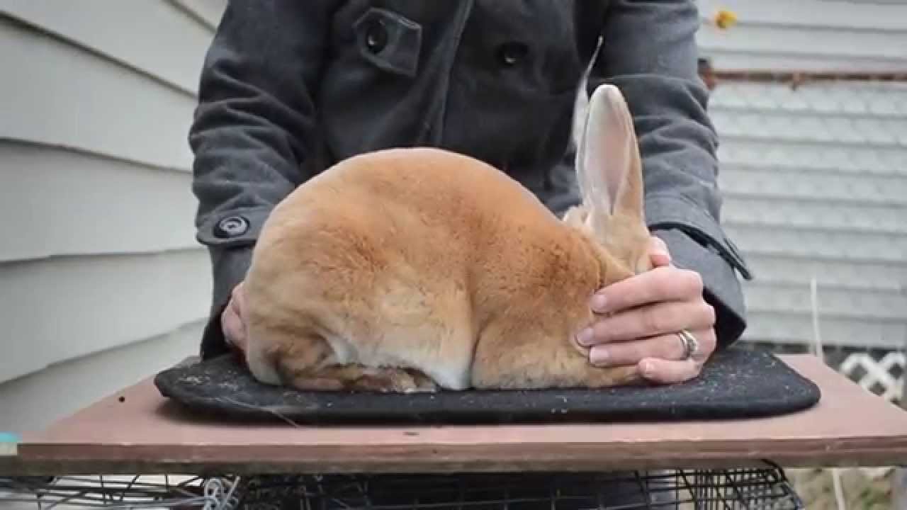 Posing red Rex buck - YouTube