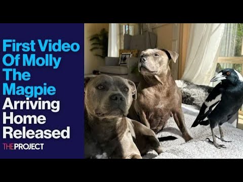 First Video Of Molly The Magpie Arriving Home Released - YouTube