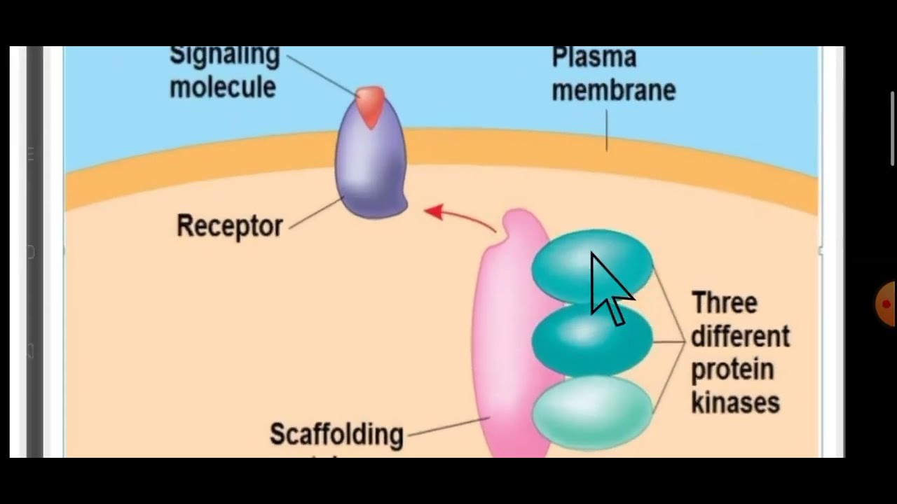 Signal Transduction, cell Signalling part-2 by Dr V P Gupta - YouTube
