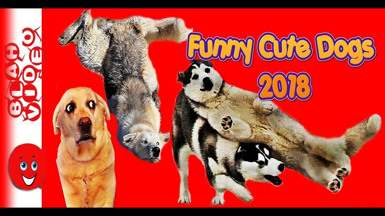 Funny Cute Dogs Compilation 2018 - Divertidos perros lindos - YouTube