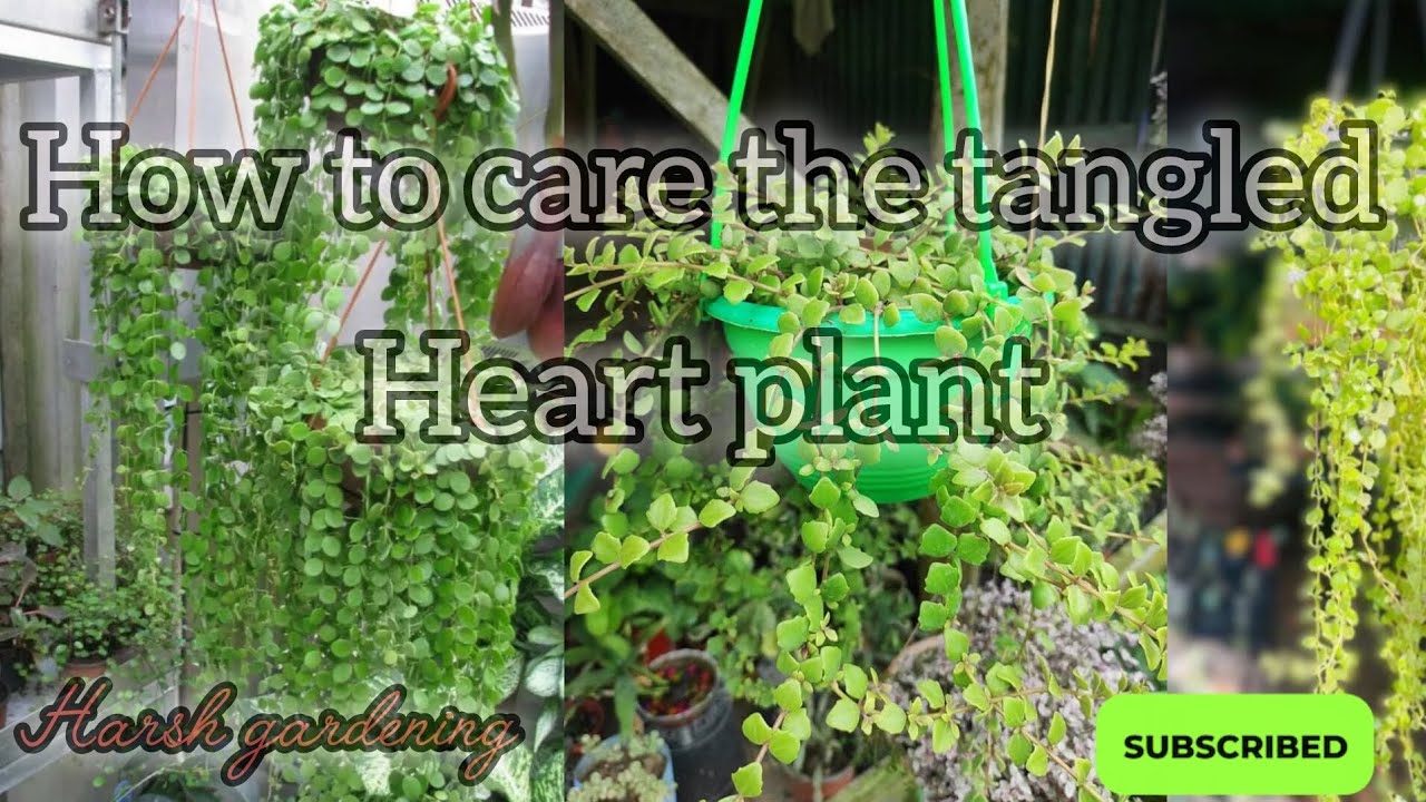 How to grow and care the tangled heart plant.#care#gardening - YouTube