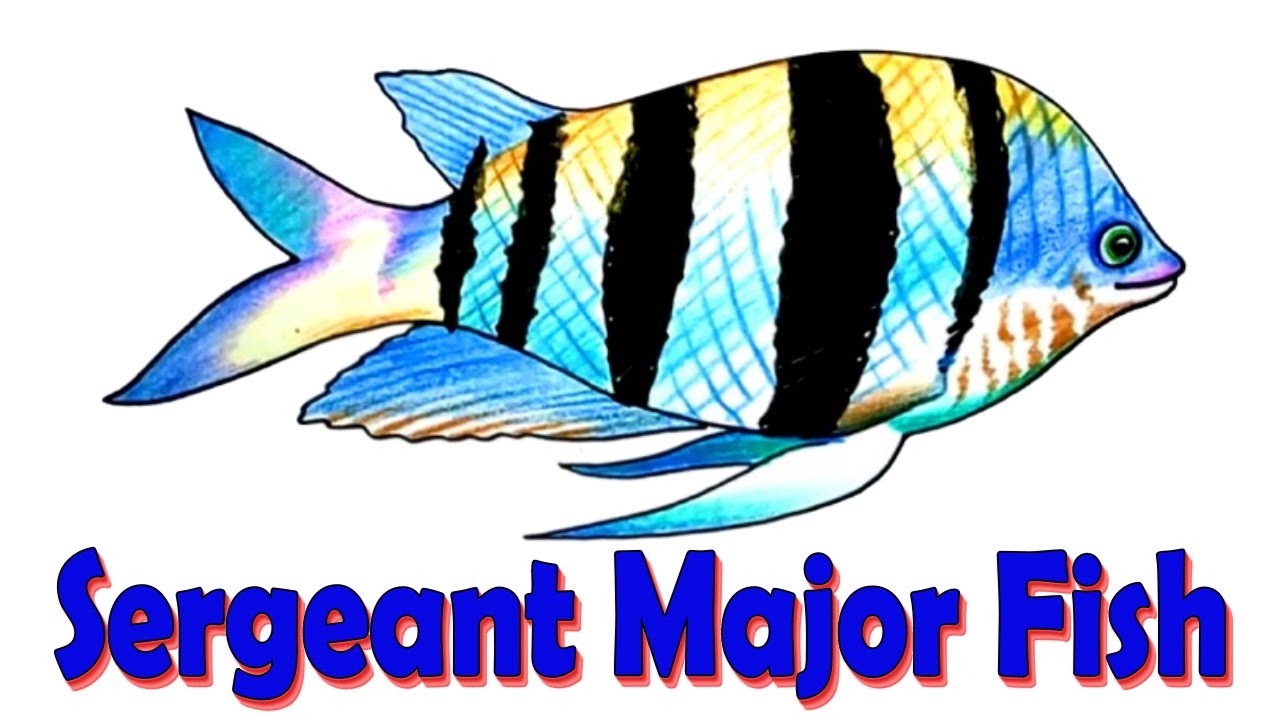 Drawing a Majestic Sergeant Major Fish | Step-by-Step Tutorial - YouTube