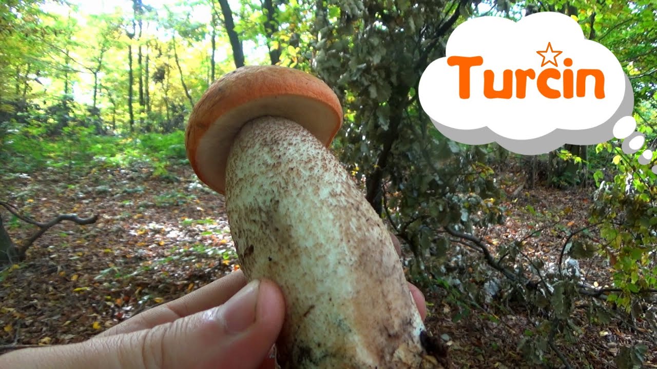 🍄 Turčin 🍄 Leccinum aurantiacum 🍄 - YouTube