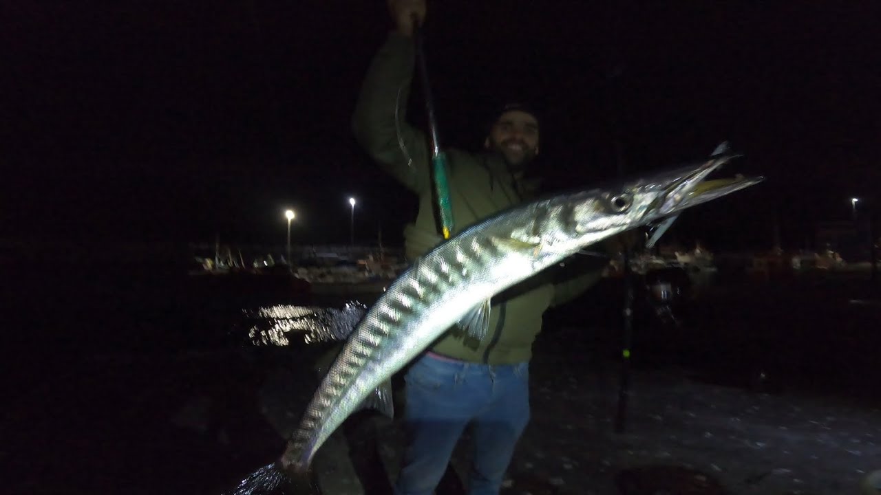 Barracuda na estreia do Bruno Dinis | Barracuda Bruno's first capture ...