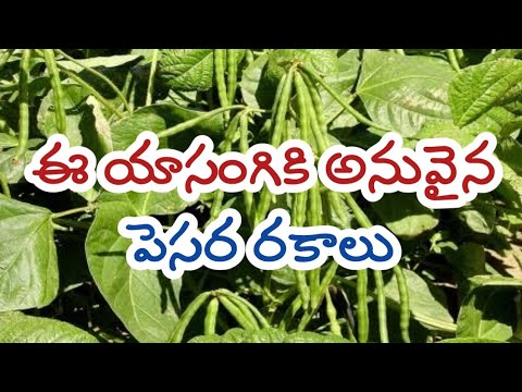 yasangi pesara rakalu - YouTube