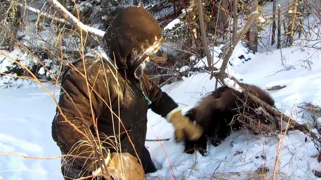 Wolverine and White Wolf Caught Within 20 Yards of Each Other - YouTube