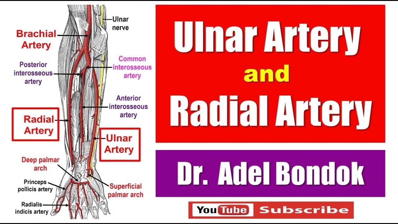 Ulnar Artery