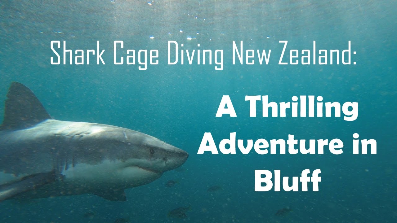Shark Cage Diving New Zealand: A Thrilling Adventure in Bluff - Join ...