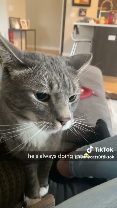 Cats compilation #46 💖🐱 #compilation #fyp #foryou #funny #cat #tiktok # ...