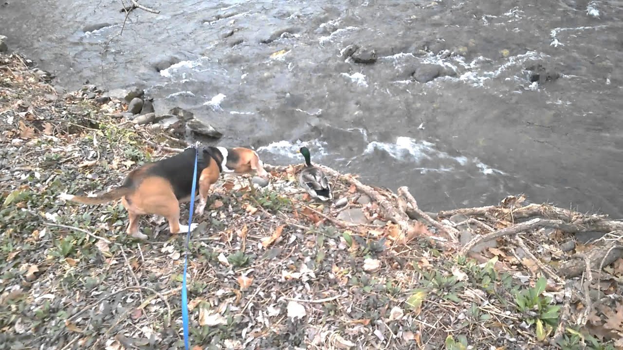 Beagle & Duck - YouTube