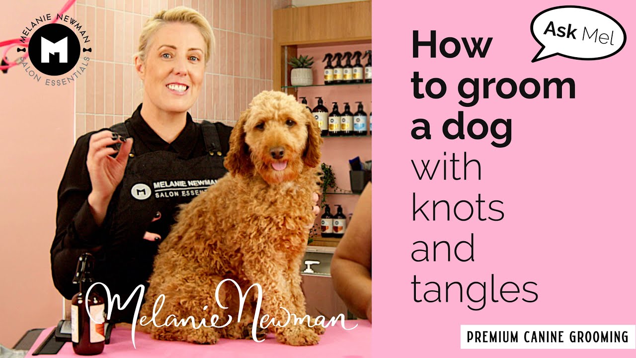 How to groom a Cavoodle with knots and tangles. - YouTube