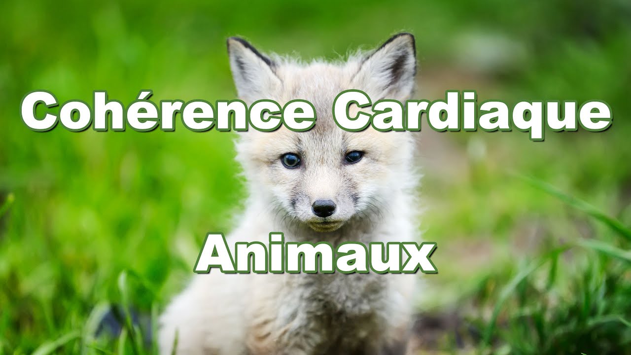 Cohérence Cardiaque - Animaux - YouTube