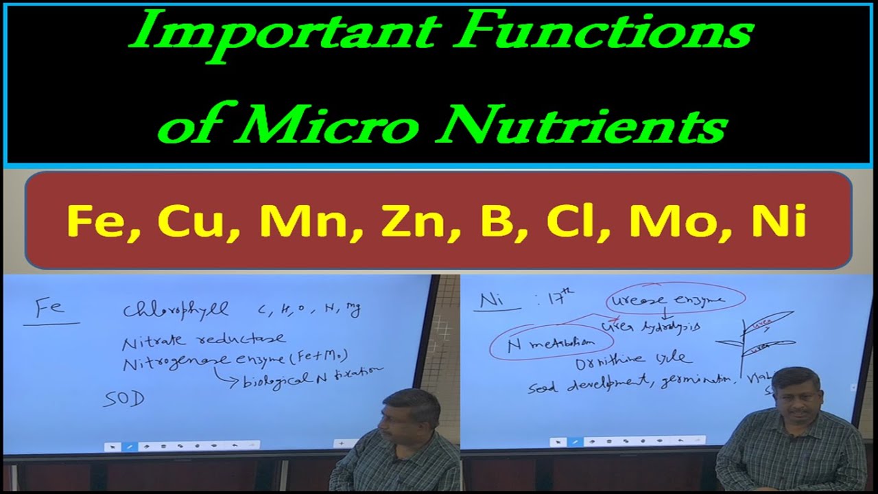 Important Functions of Micro Nutrients - YouTube