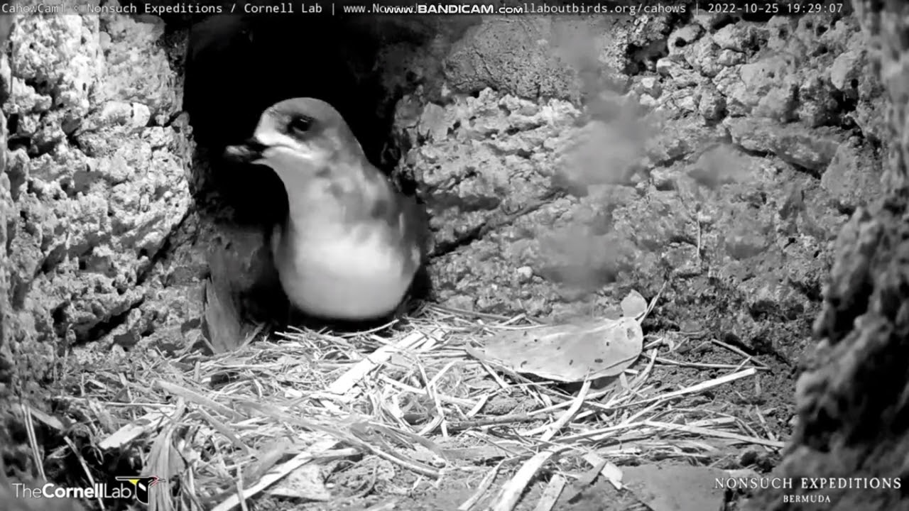 Endangered Bermuda Petrels, Cahow Cam Burrow 1 - 25 October 2022 - YouTube
