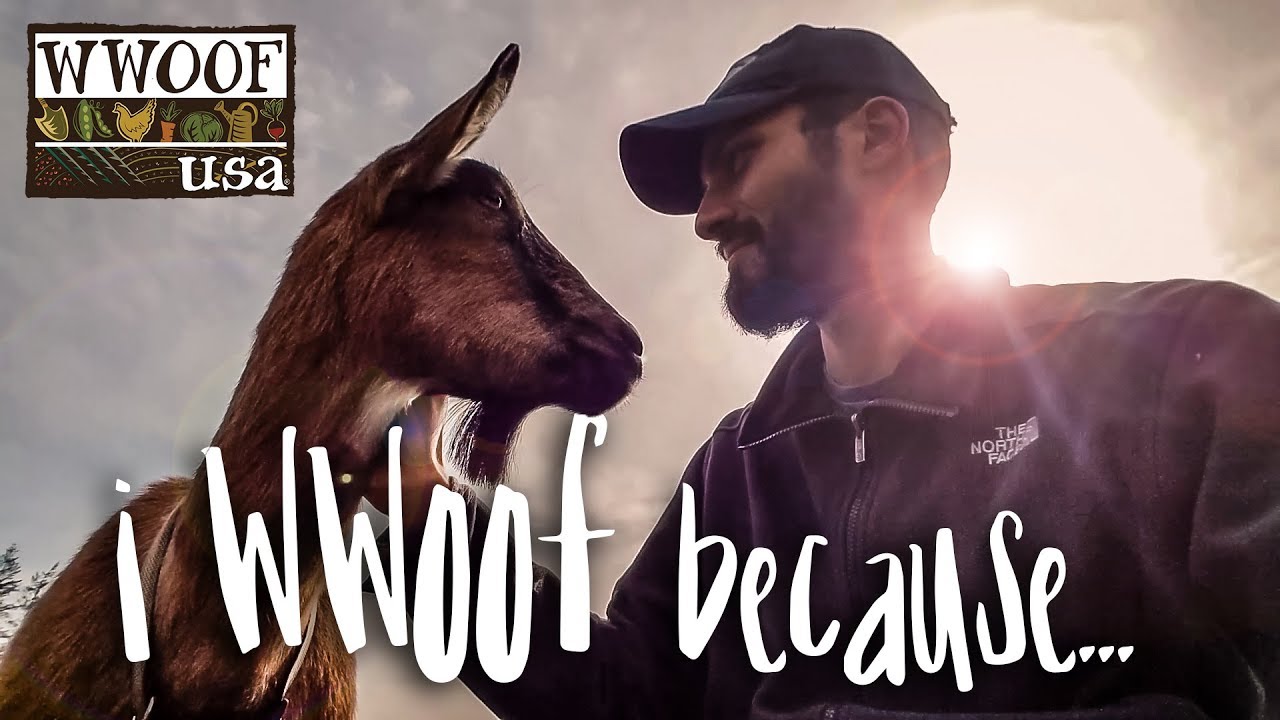 I WWOOF BECAUSE... (in English) - YouTube