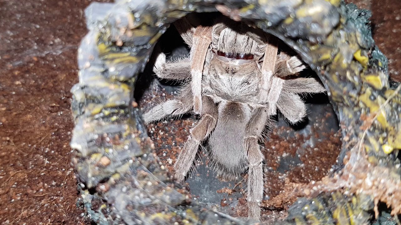 Selenotypus Sp4 Tarantulas Mating - YouTube