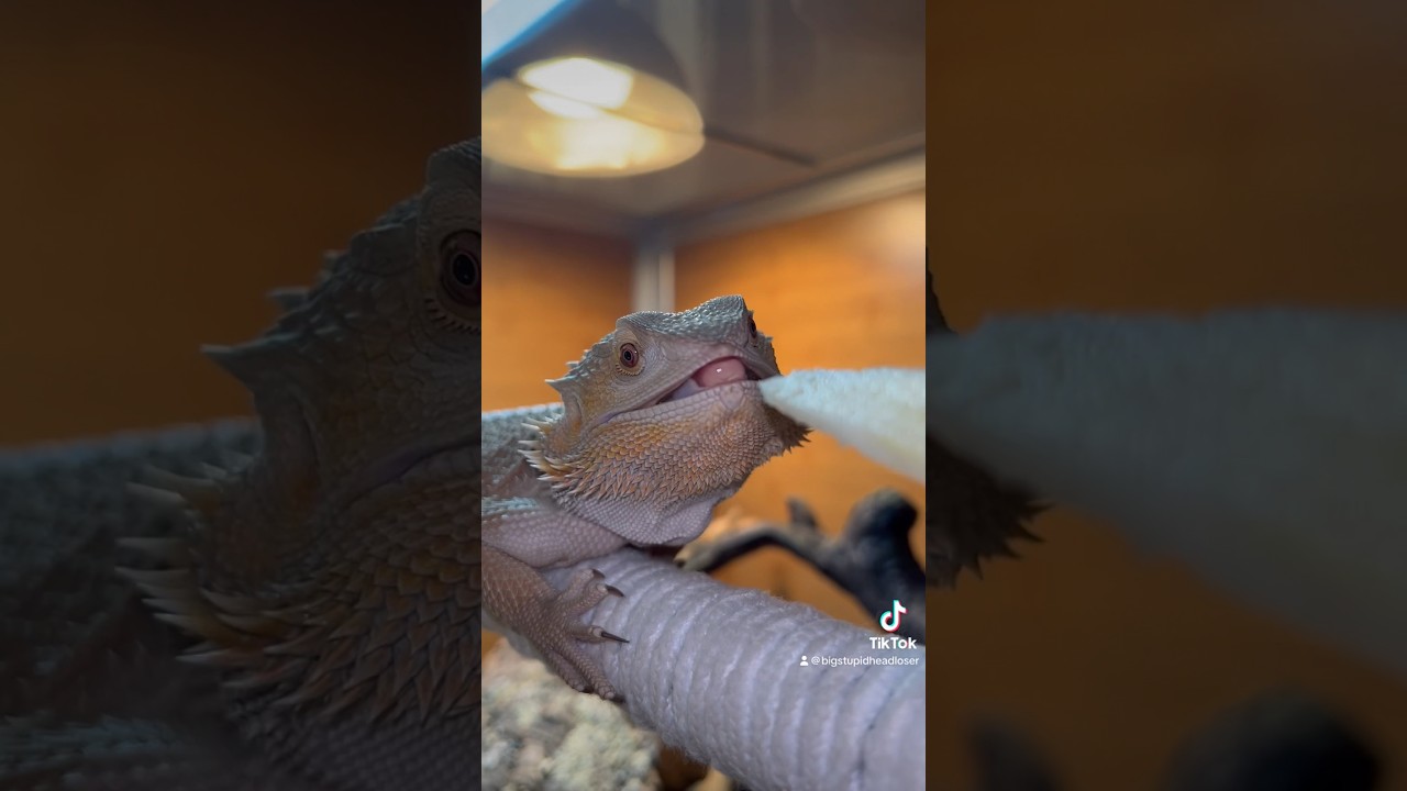 dragon ASMR?!?? 🍎🍎🍎 #beardeddragons #lizard #beardeddragonlover #reptile #cutepets #beardies # ...