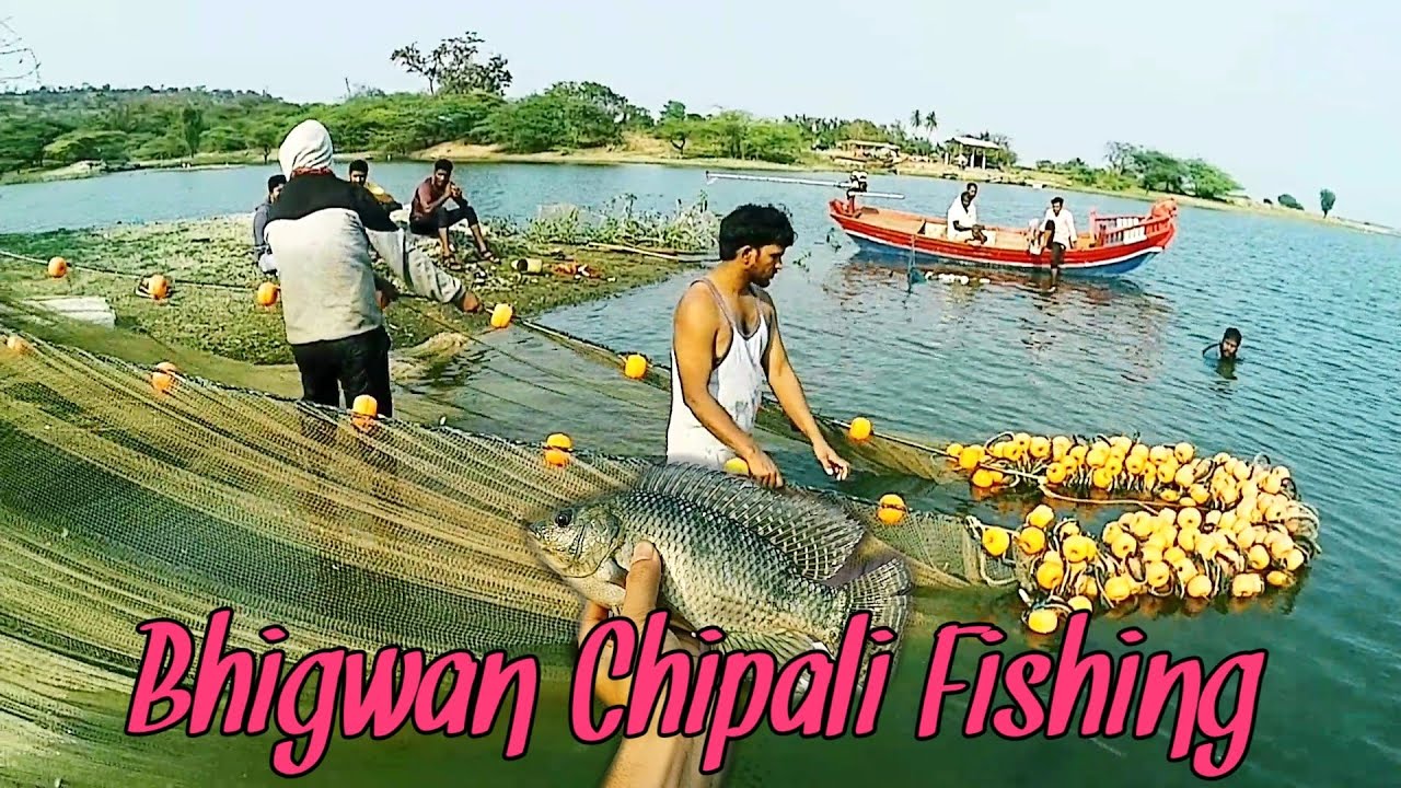 Bhigwan Chilapi Fishing | Traditional Fishing method | Bhigwan fish ...