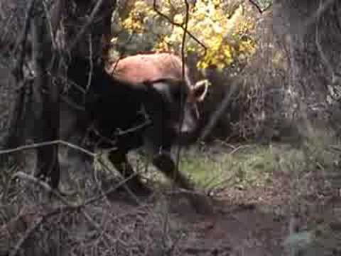 Harvesting wild pork in New Zealand - YouTube