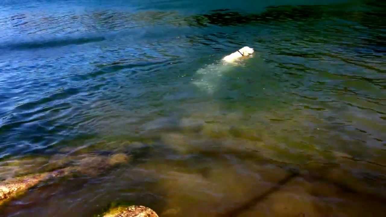 More Red Bud Isle - Austin. - YouTube