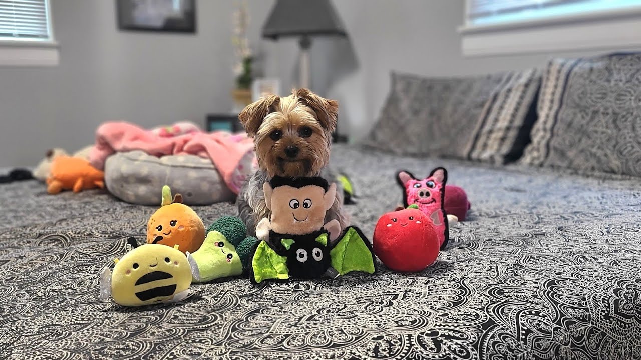 Puppy Explosion Toys everywhere to cute to Miss 🤣🧸💥🐾#yorkie #cutedog # ...