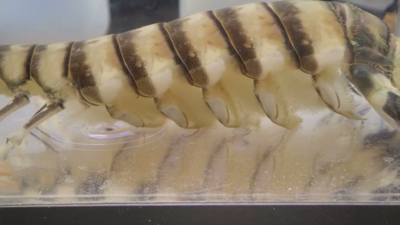 Giant Mantis Shrimp Mantis Shrimp, Facts And Information