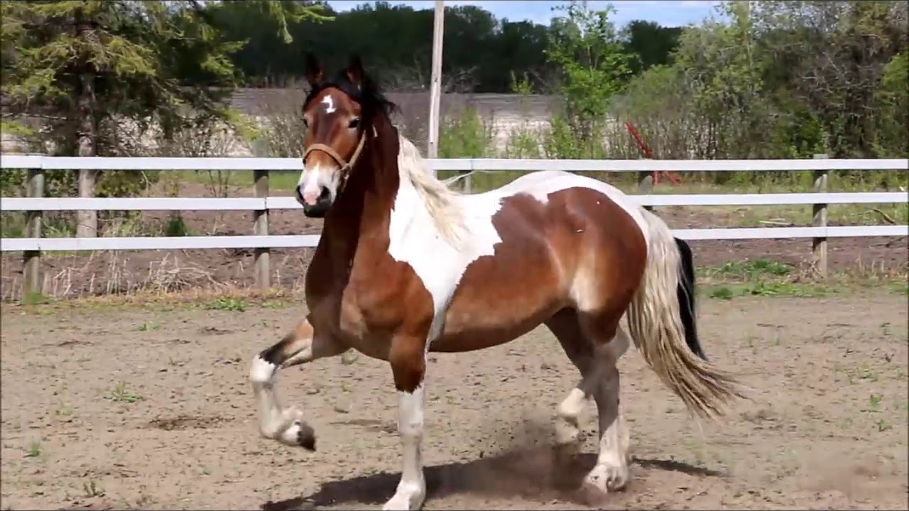 Delilah WHF - 2017 Baroque pinto Filly, 3/4 Friesian - YouTube