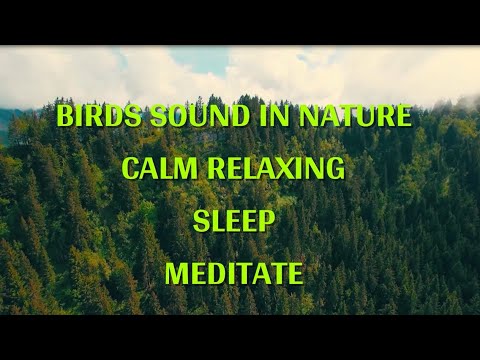 BIRDS SOUND IN NATURE CALM RELAXING SLEEP MEDITATE #MEDITATION, # ...
