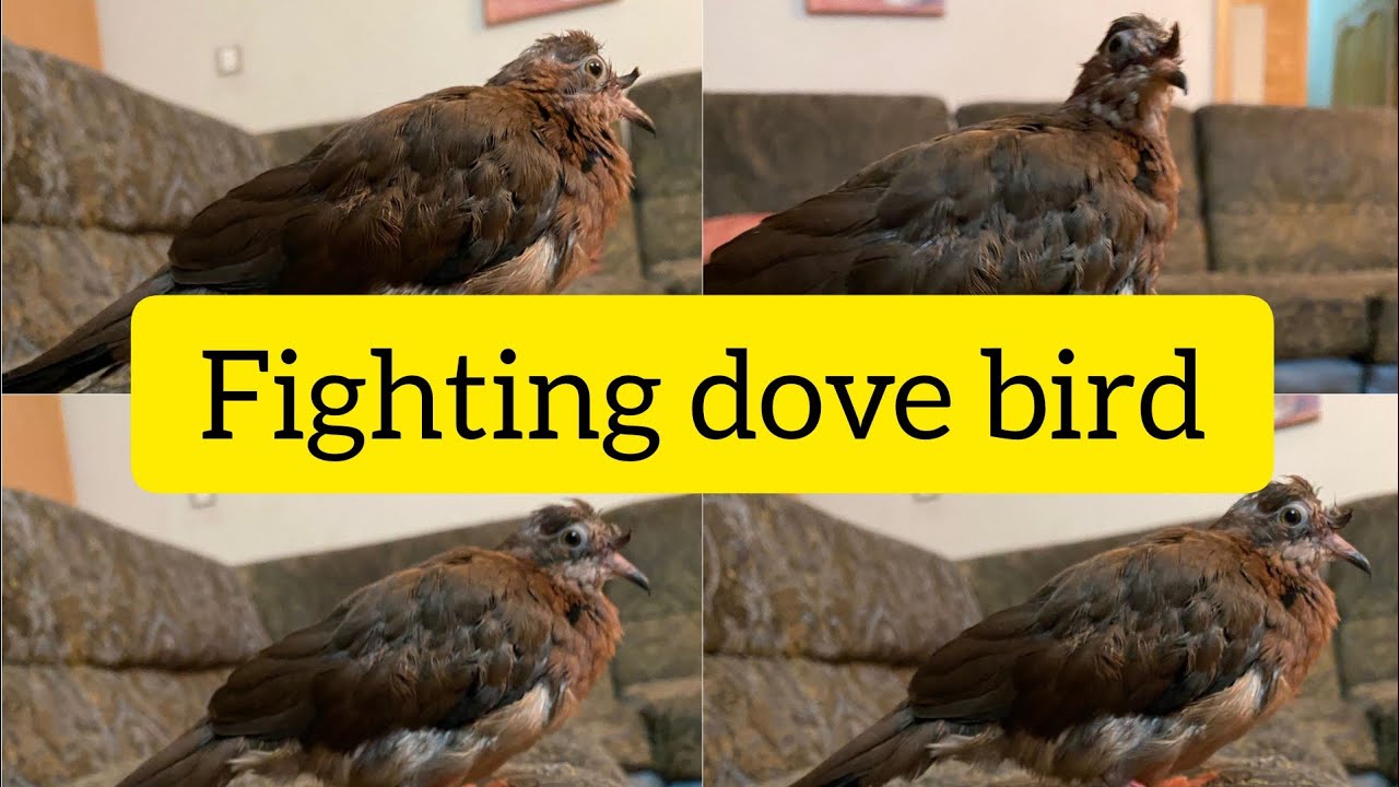 Dove bird fighting style #dovebird #dovebirdfight - YouTube