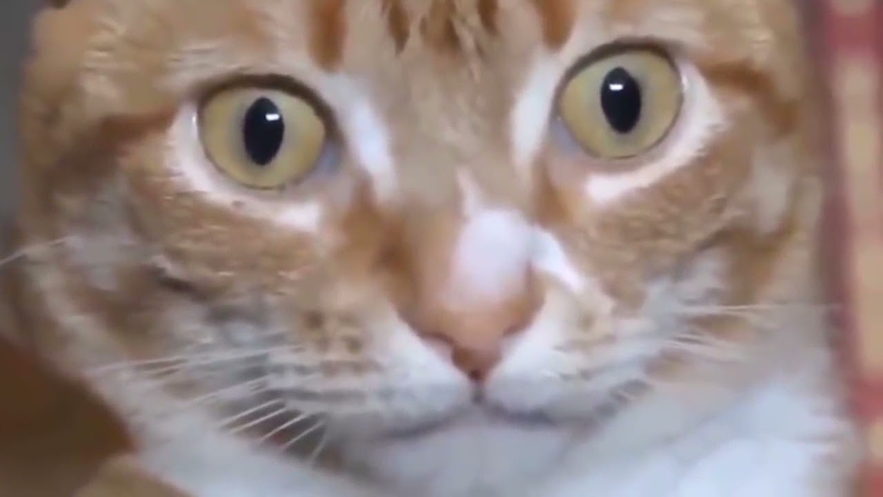 Cute scared meow meow - YouTube