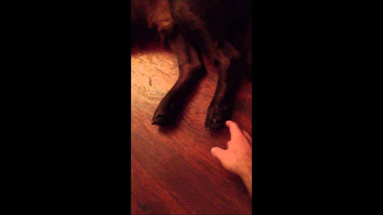 Tickle dogs feet - YouTube