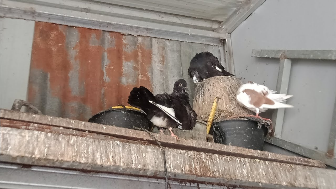 burung dara merpati mahal burung dara merpati lucu - YouTube