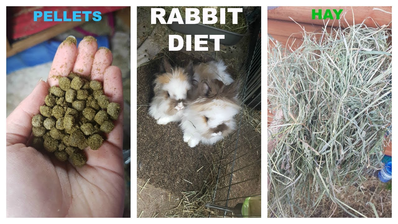 Rabbit Diet Collab // Pat&Petz | RABBITS - YouTube