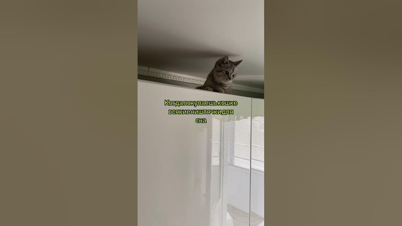 В этом вся Мисс Боня котики кошка животные Youtube