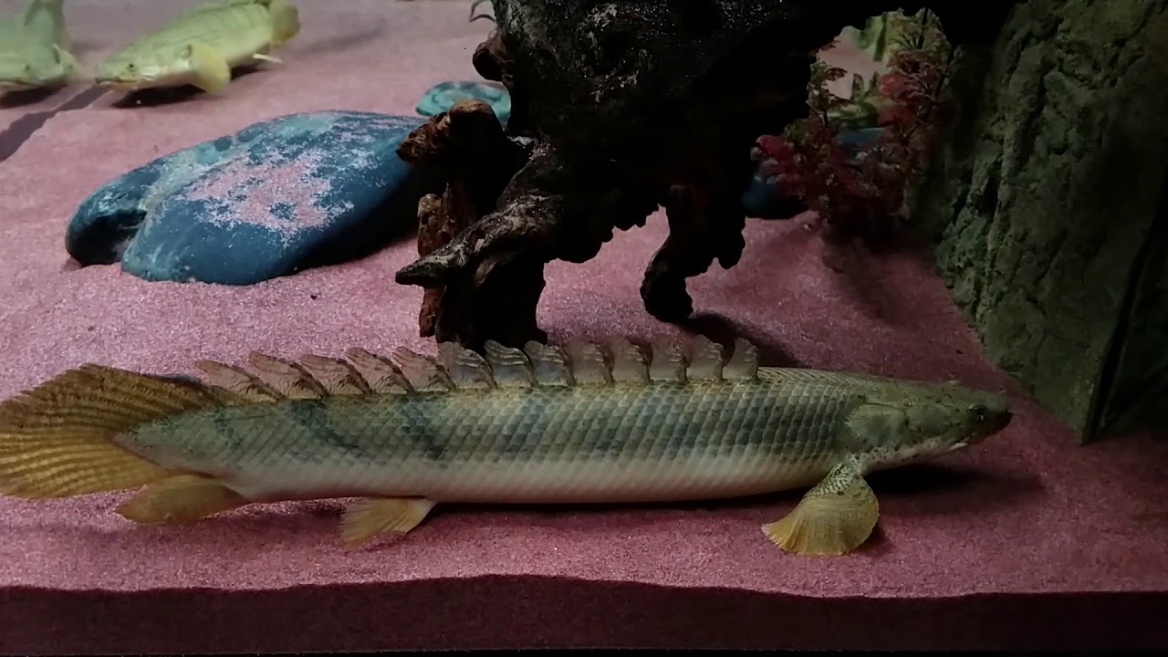 Polypterus Congicus - YouTube