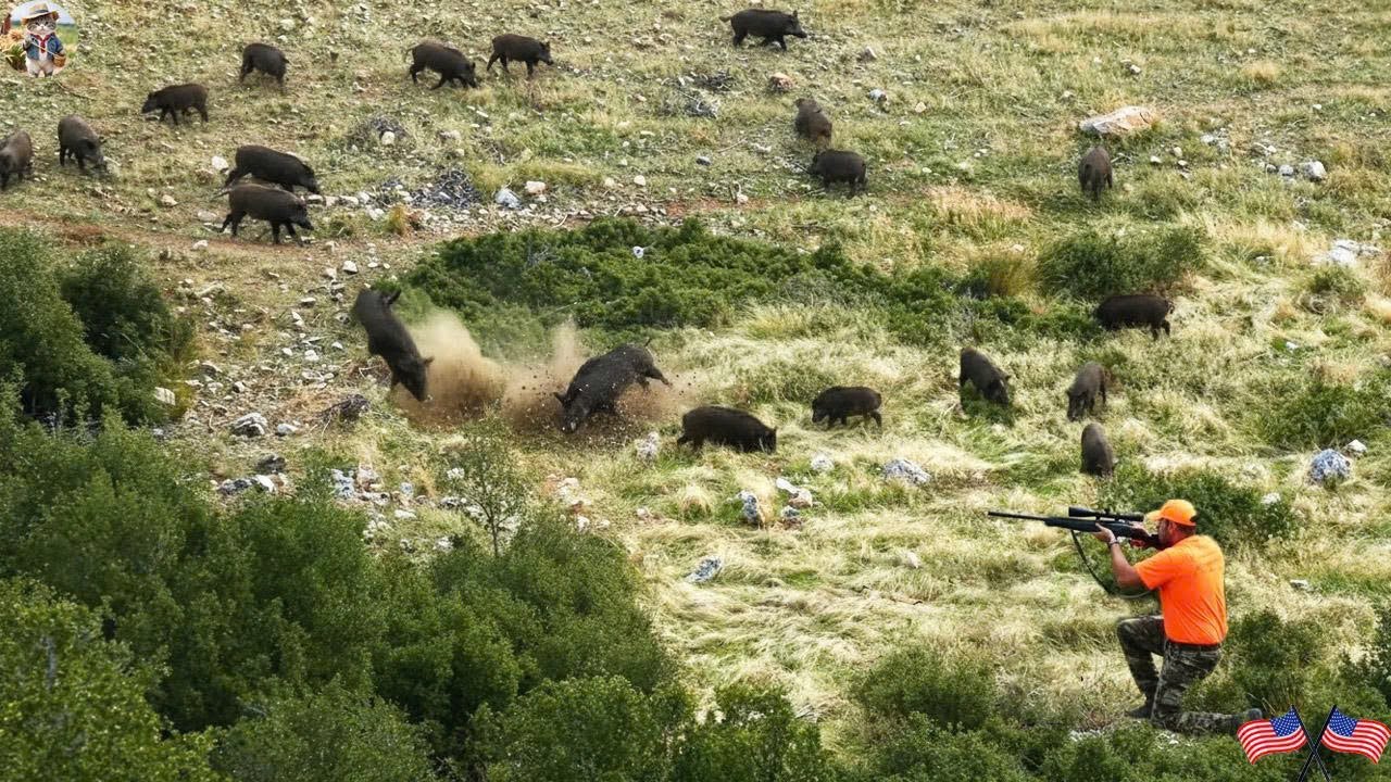 Unforgettable Battle! Best Ambush and Shooting of Wild Boars, Farmers ...
