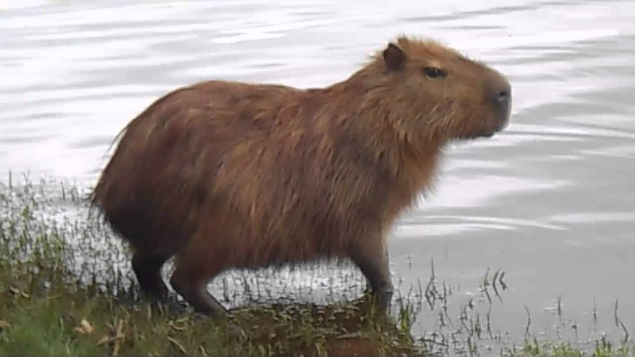 Capivara Assustada - YouTube