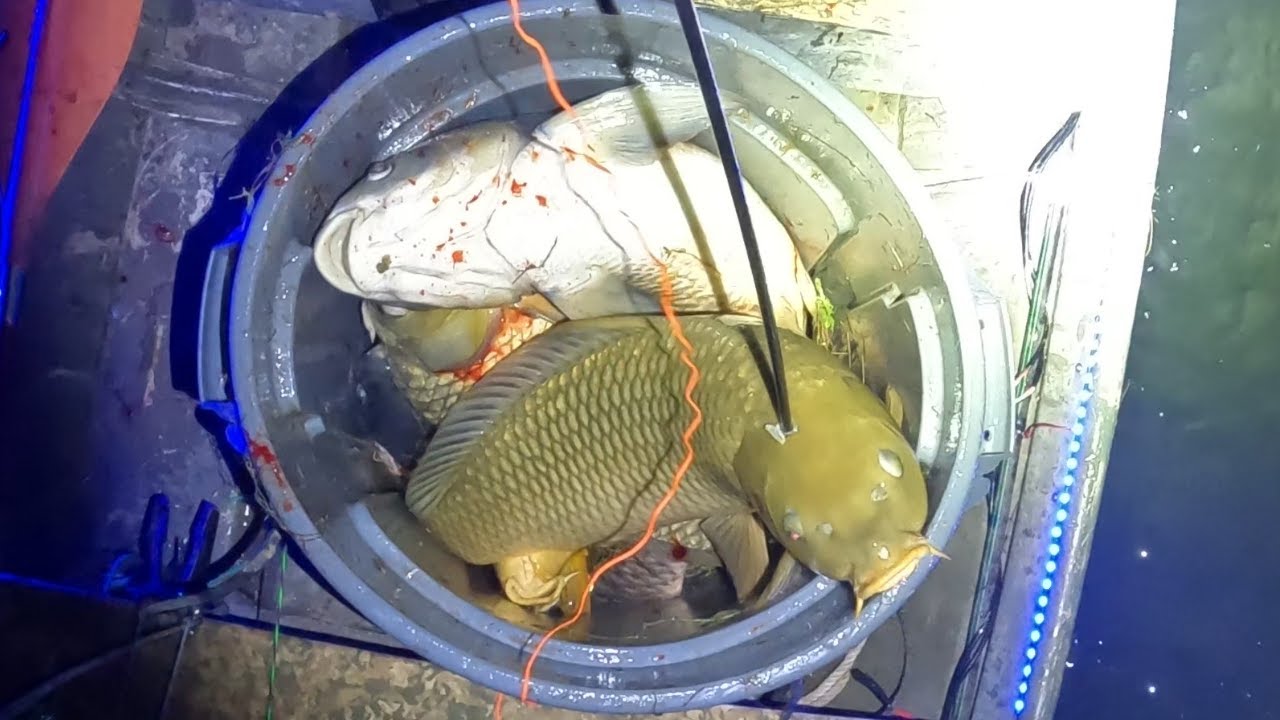 Shooting a Lake Record Carp - Bowfishing Lake Travis - YouTube