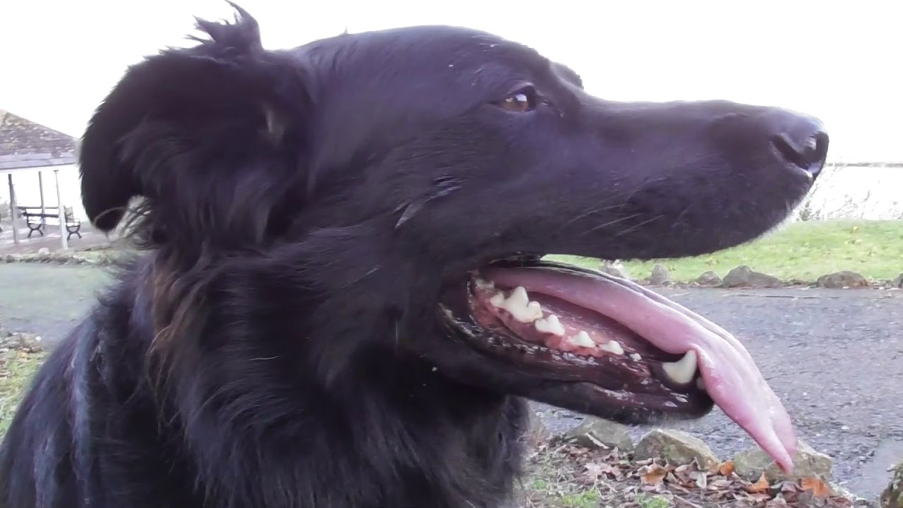 Bear's Bites 03/12/2019 Part 4 of 4 - YouTube