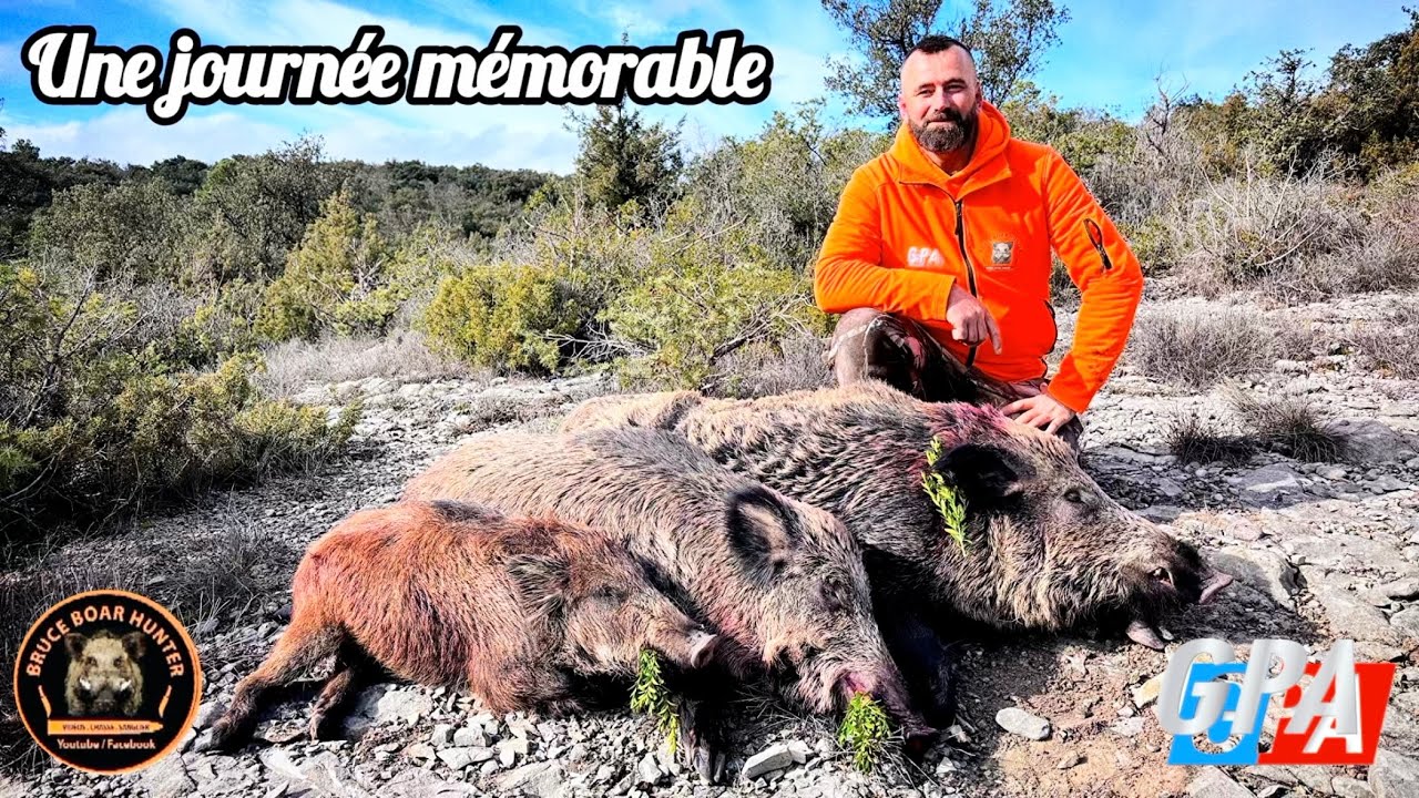 CHASSE SANGLIER 2025 : Grosse Battue, Tirs de plusieurs sangliers dont ...