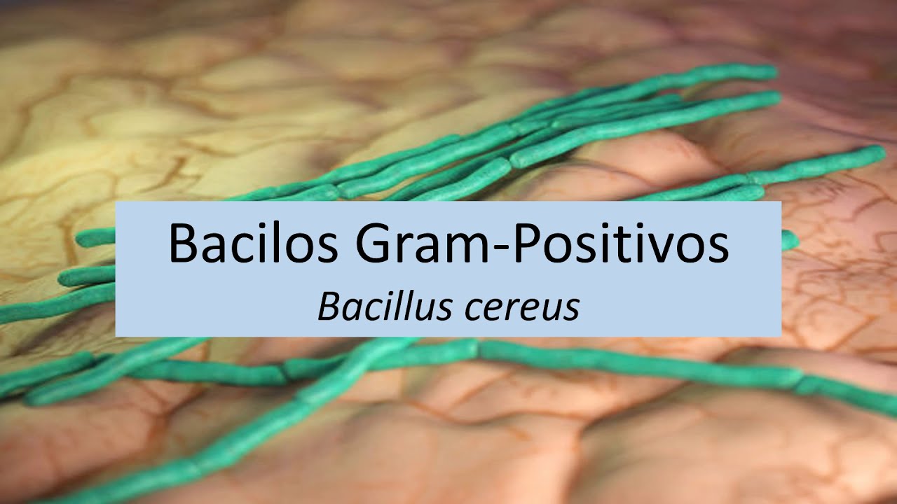 Microbiologia Médica: Bacillus cereus - Bacilos Gram Positivos - YouTube