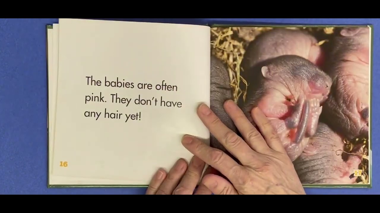 Itty Bitty Mice read aloud - YouTube
