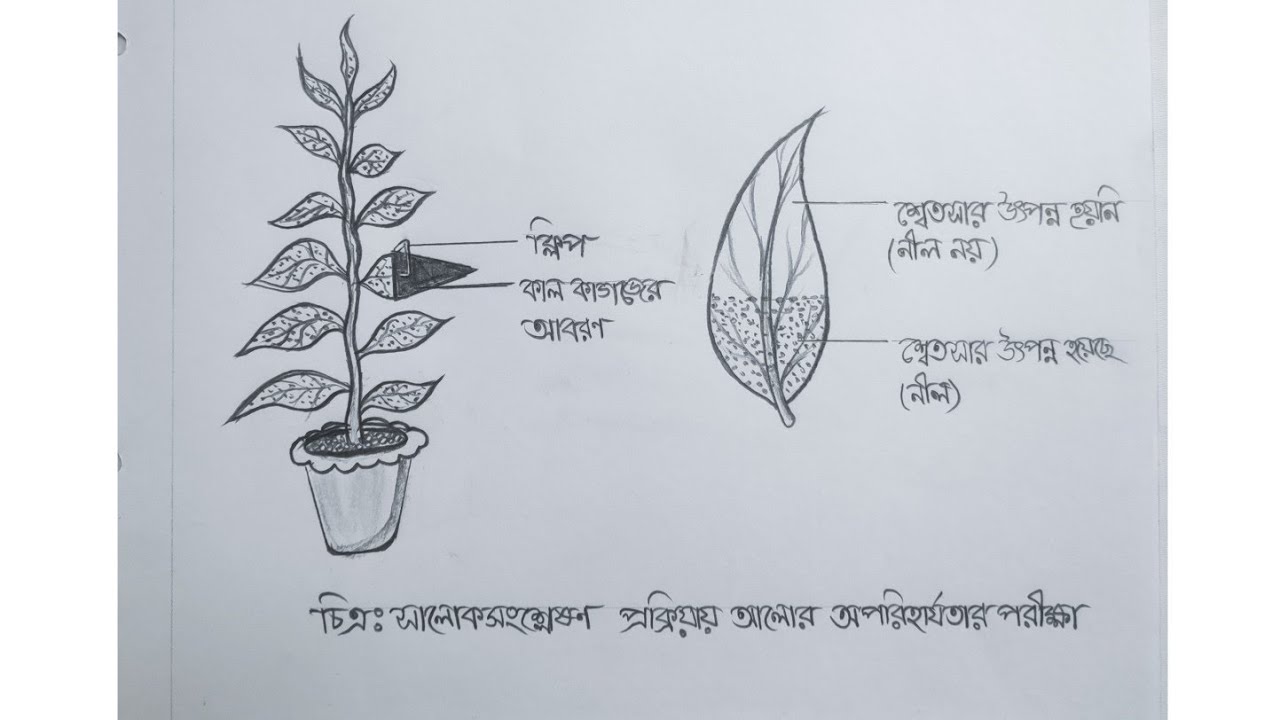 Ssc Biology Practical ,, উদ্ভিদের সালোকসংশ্লেষণ প্রক্রিয়ায় আলো ও ...
