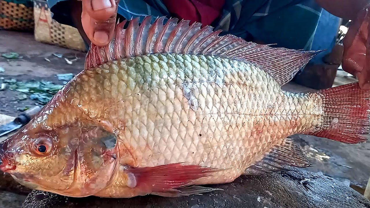 Alive Giant Tilapia Fish Cutting Skills | Incredibly Big Tilapia Fish ...