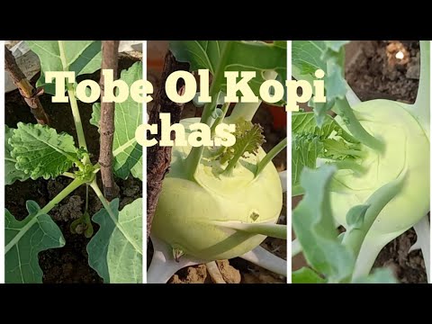 How to Grow Ol Kopi (Kohlrabi ) at Home , Tobe Ol kopi chas er step by ...