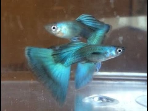 Emerald green Moscow guppy - YouTube