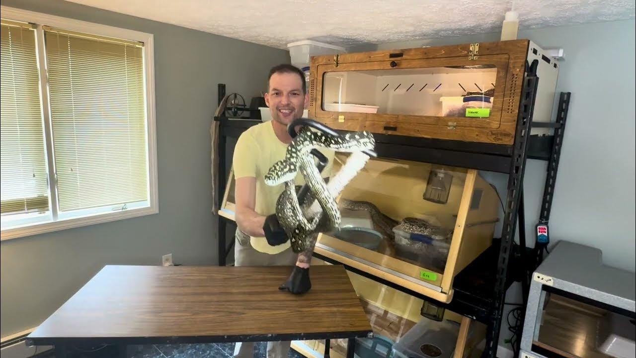 Why Experience matters when keeping boas and pythons - YouTube