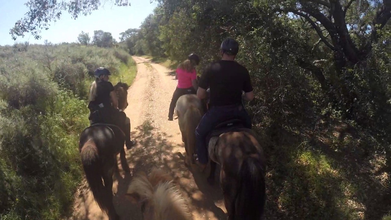 Tolt with Icelandic Horses in California - YouTube